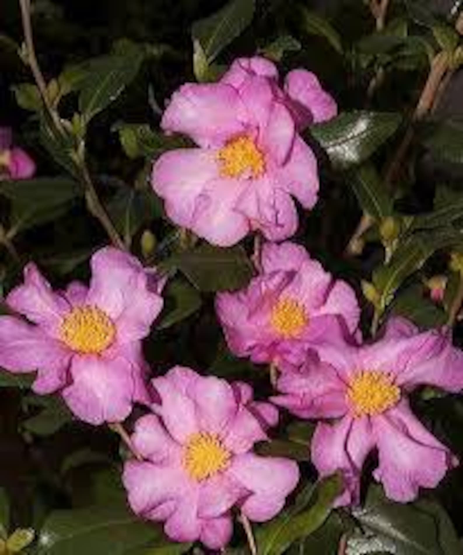 Camellia Sasanqua 'cleopatra' | Winter Blooming Evergreen Shrub, 1 ...