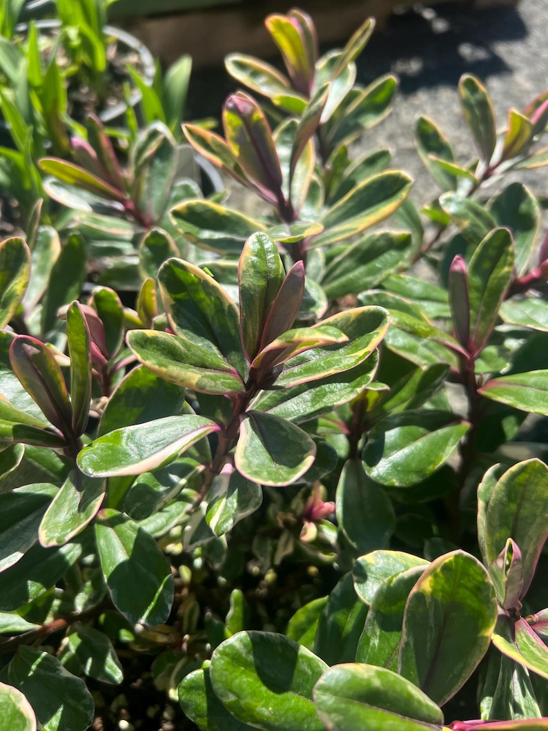Hebe 'golden Katrina' | Tricolor Hebe, Compact Evergreen - Etsy