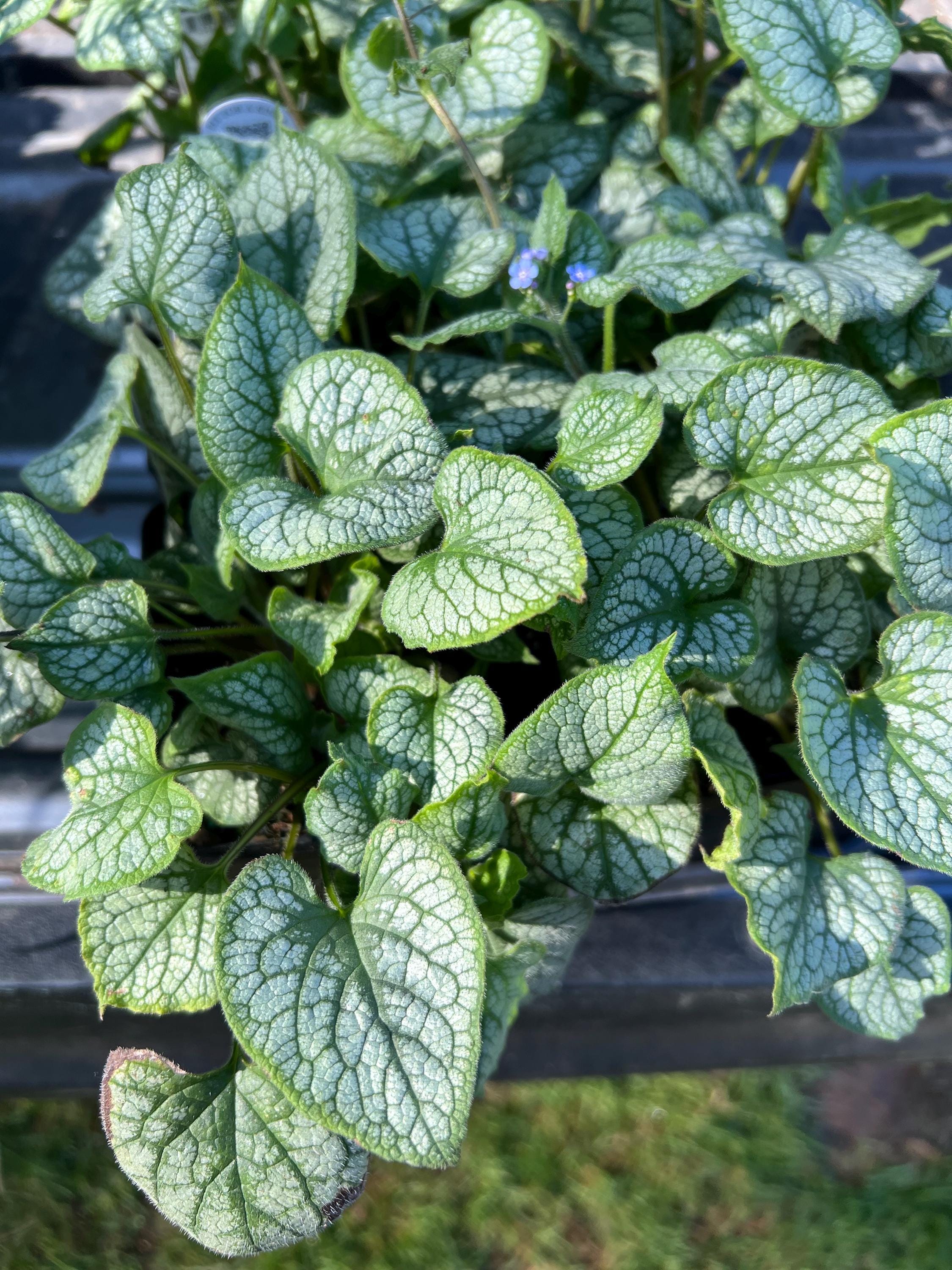 Brunnera Macrophylla 'alexander's Great' | Siberian Bugloss - Etsy
