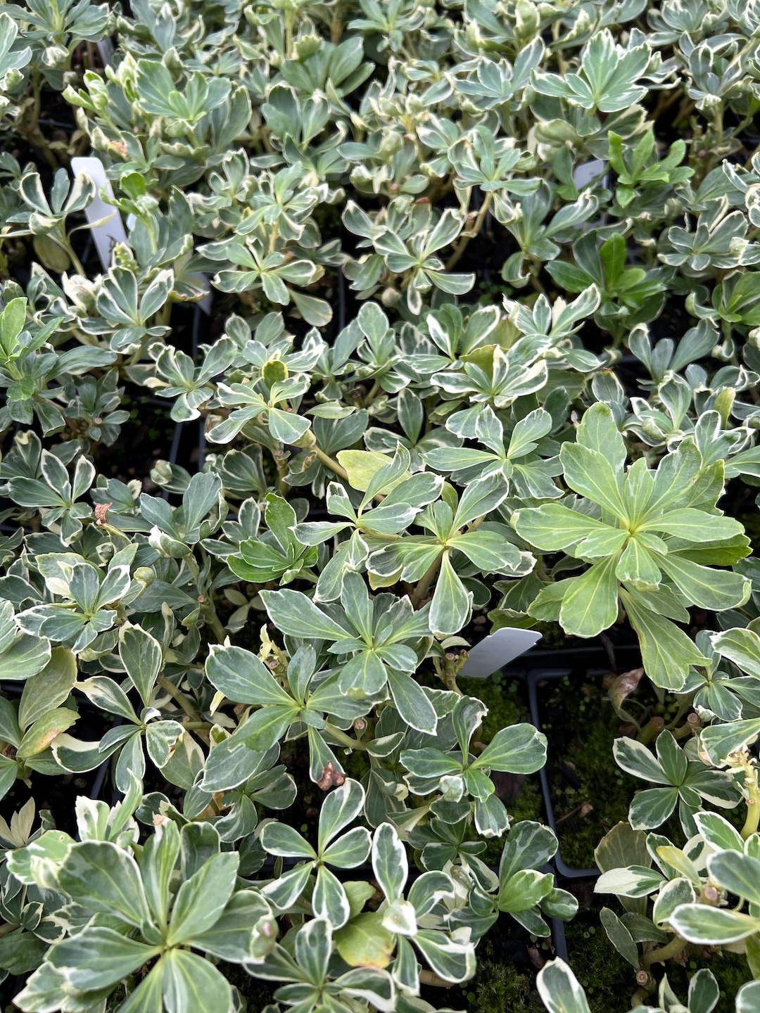 Pachysandra Terminalis ‘silver Edge’ | Variegated Japanese Spurge ...