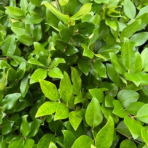 Ligustrum Japonicum 'texanum' | Waxleaf Privet | Evergreen Hedge Shrub ...