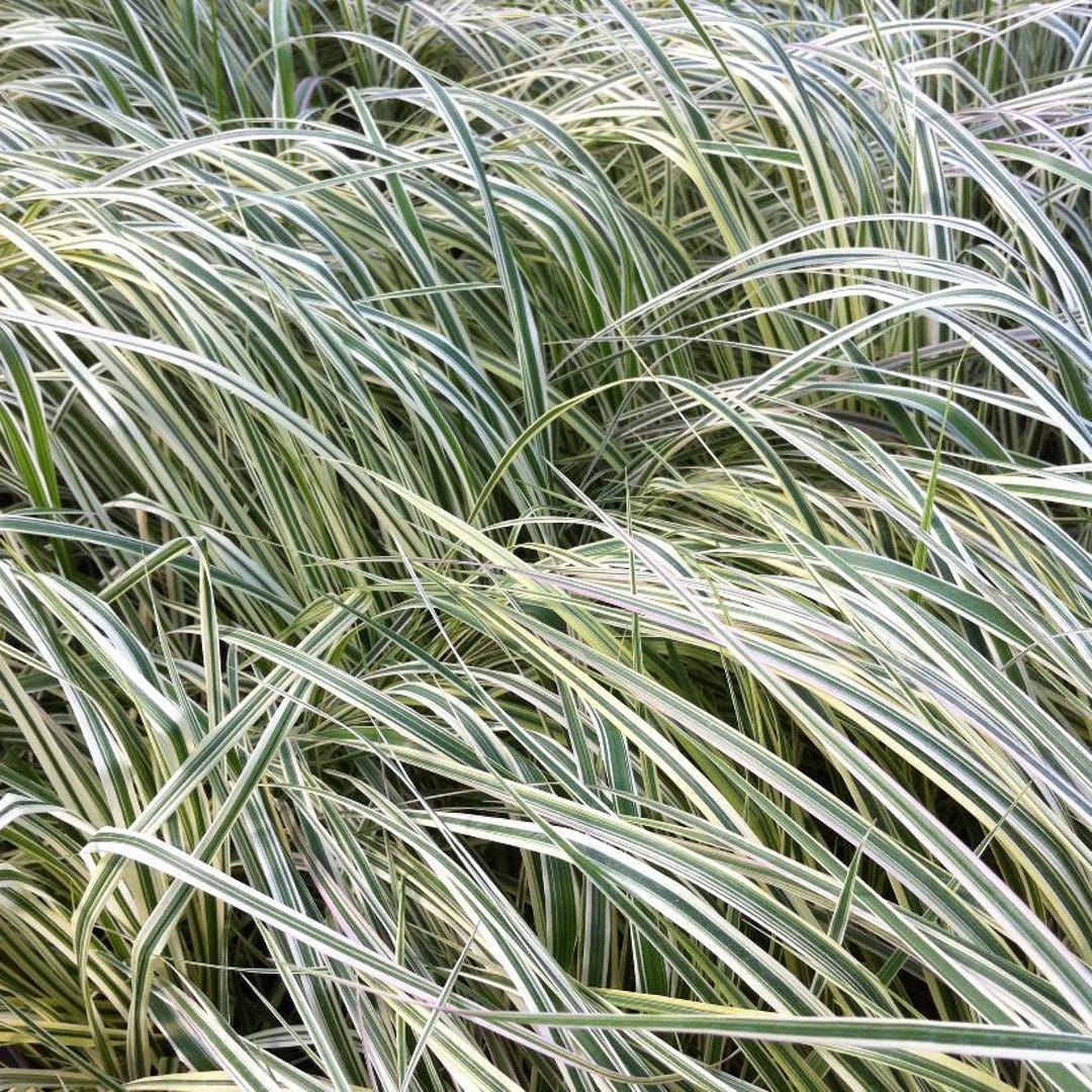 Calamagrostis ‘overdam’ | Variegated Feather Reed Grass | Ornamental ...