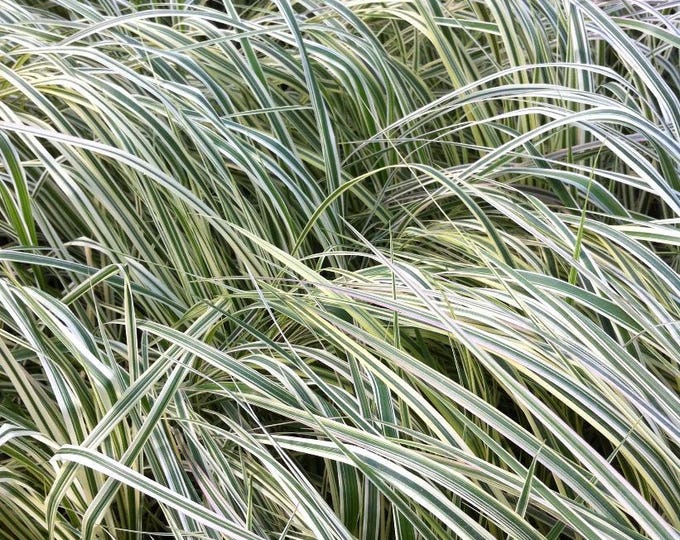 Calamagrostis ‘overdam’ | Variegated Feather Reed Grass | Ornamental ...