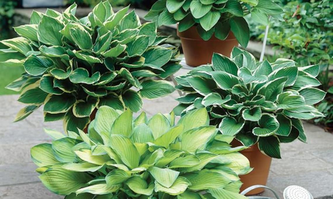 Hosta - 5-10 Different Hosta Varieties | Grower's Choice Selection ...