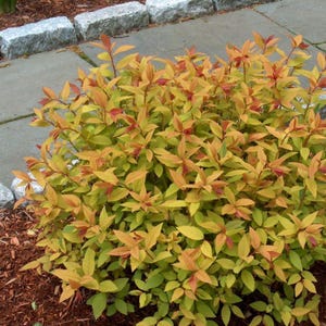 Spiraea Japonica ‘gold Flame’ | Bright Color-changing Foliage With Pink ...