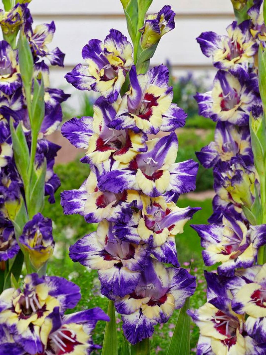 Gladiolus 'circus Club' | Multi-colored Sword Lily, Tall Cut Flowers ...