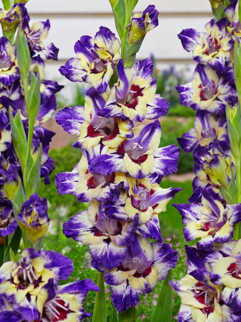 Gladiolus 'circus Club' | Tall Multi-colored Sword Lily | Large ...