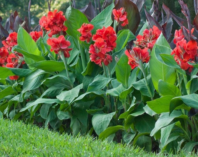 Canna 'red' | Red Flowering Canna Lily Plant | USDA Zones 7–11 | Spring ...