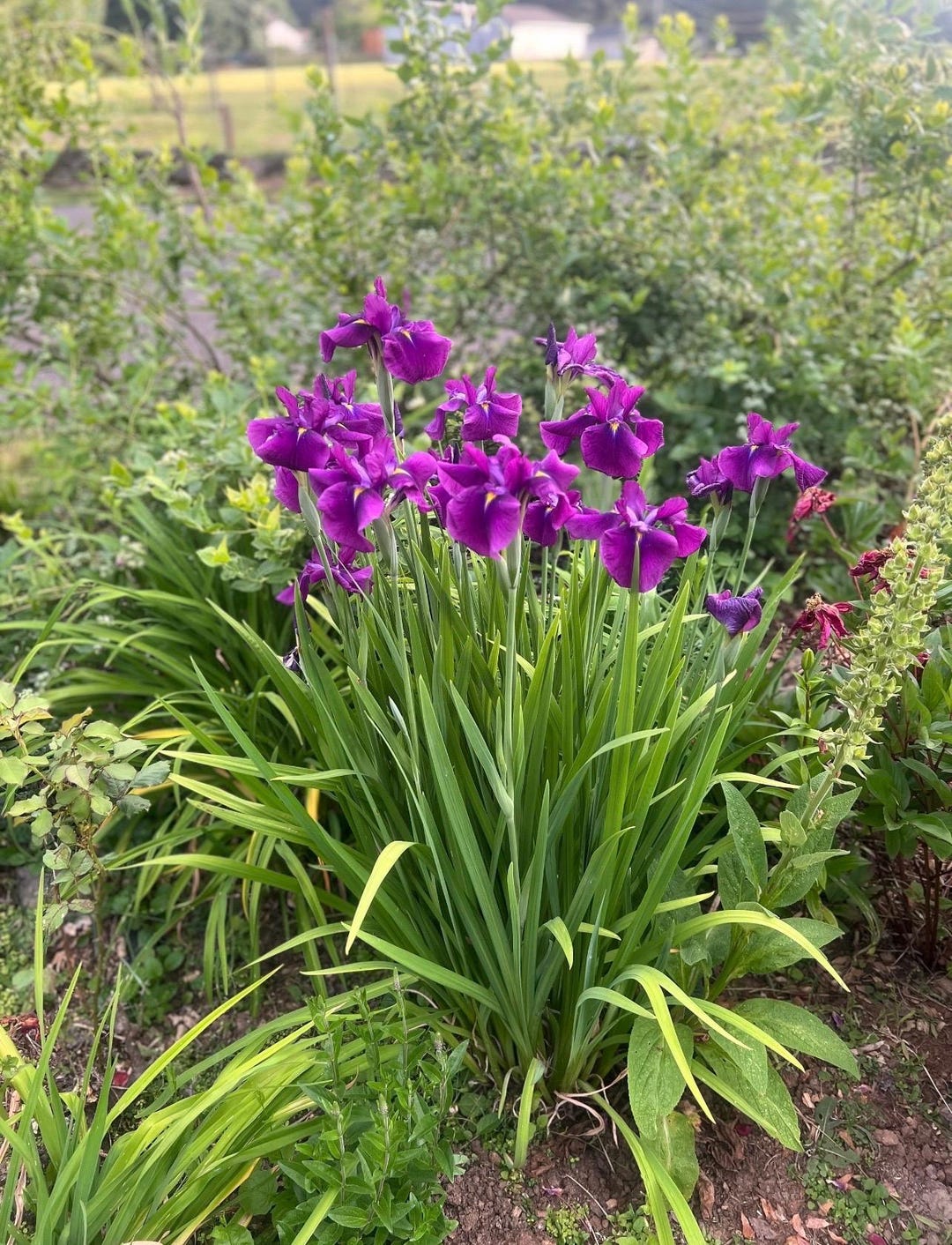 Iris Ensata 'sensation' | Magenta Japanese Water Iris | Elegant Summer ...