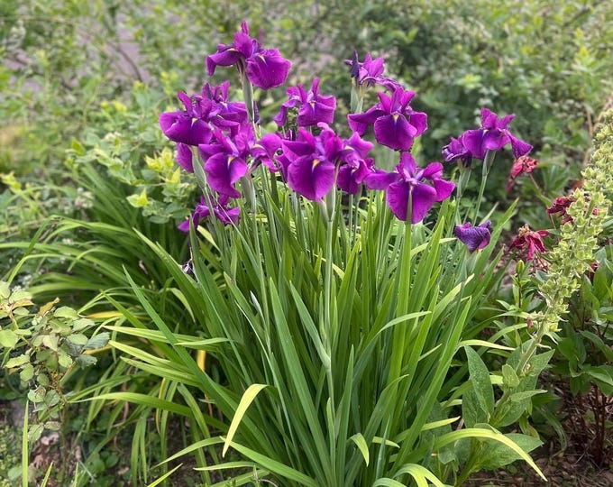 Iris Ensata 'sensation' | Magenta Japanese Water Iris | Elegant Summer ...