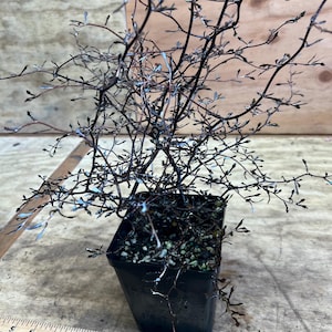 Corokia Cotoneaster | Wire Netting Bush | Korokio | Unique Shrub | USDA ...