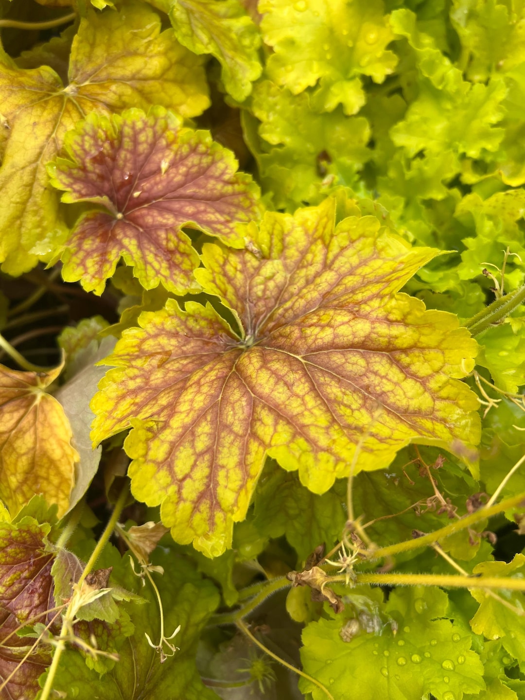 Heuchera 'delta Dawn' | Bright Yellow and Red Coral Bells | Evergreen ...