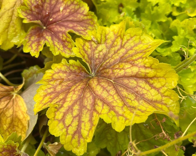 Heuchera 'delta Dawn' | Bright Yellow and Red Coral Bells | Evergreen ...