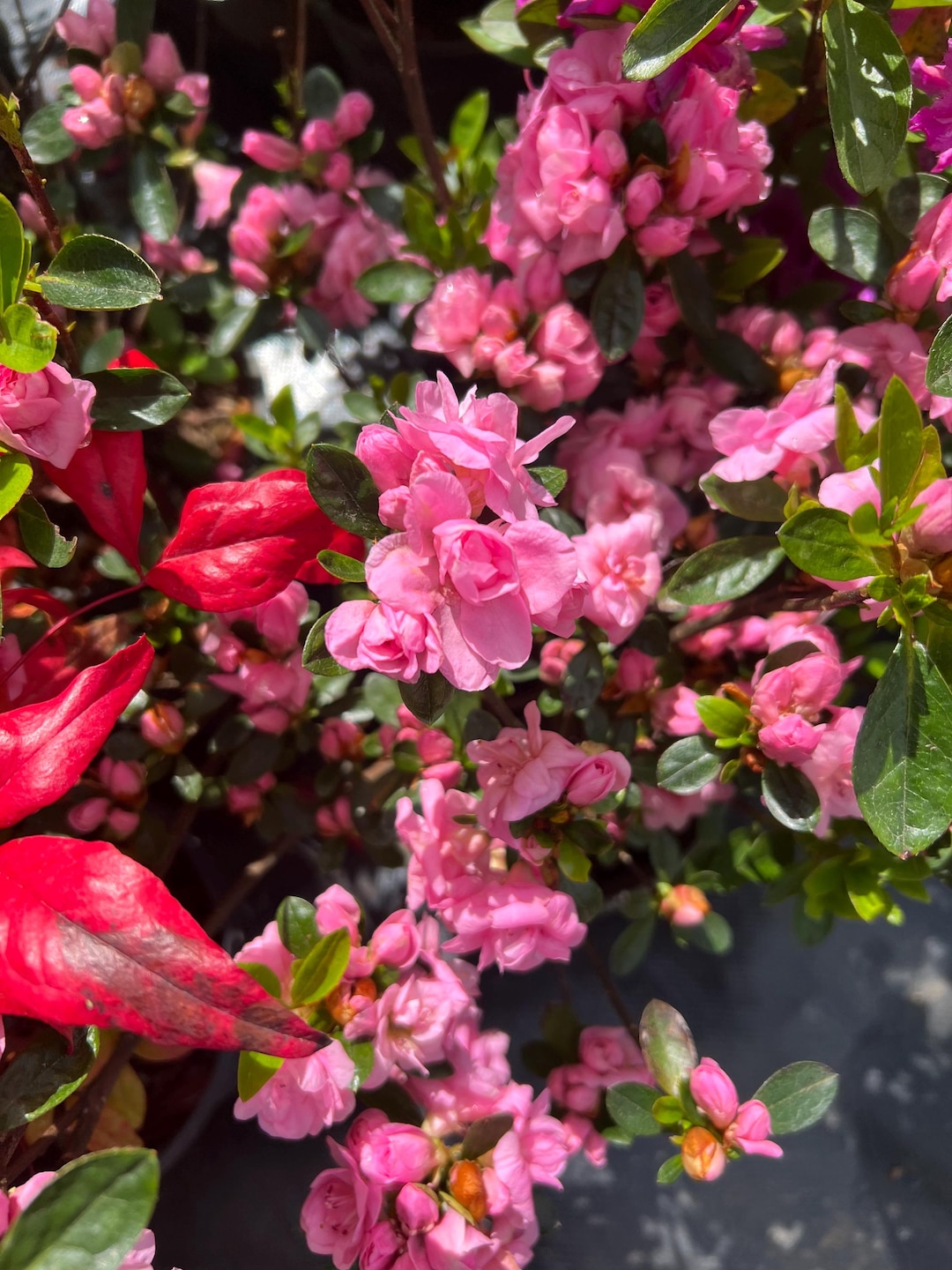 Azalea 'rosebud' | Spring Flowering Evergreen Shrub - 1 Gallon Pot - Etsy