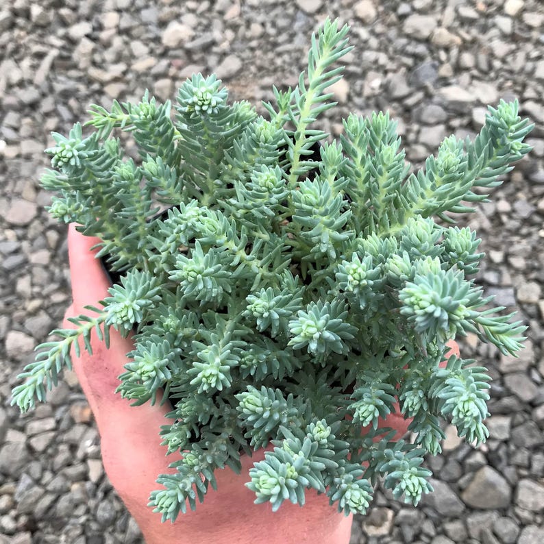 Sedum Reflexum 'blue Spruce' | Blue Stonecrop Succulent, Evergreen - Etsy