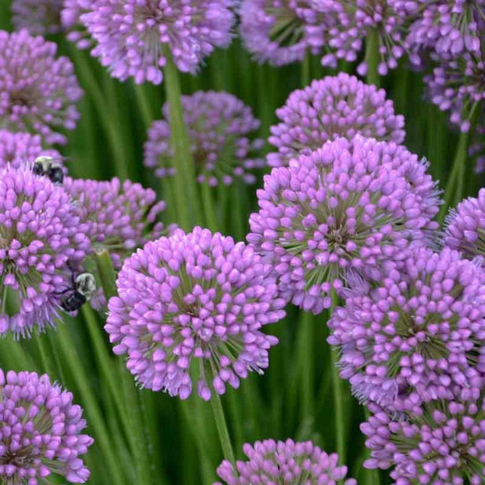 PRE-ORDER Fall Bulbs - Allium ‘millennium’ | Perennial Ornamental Onion ...