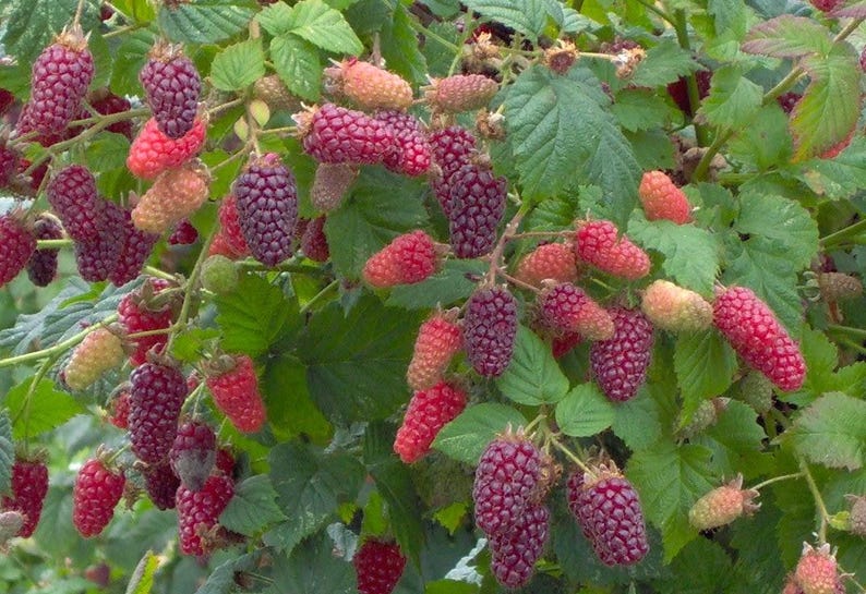 Berry Plant | Tayberry Hybrid | Rubus Fruticosus × Idaeus | Sweet Rare ...