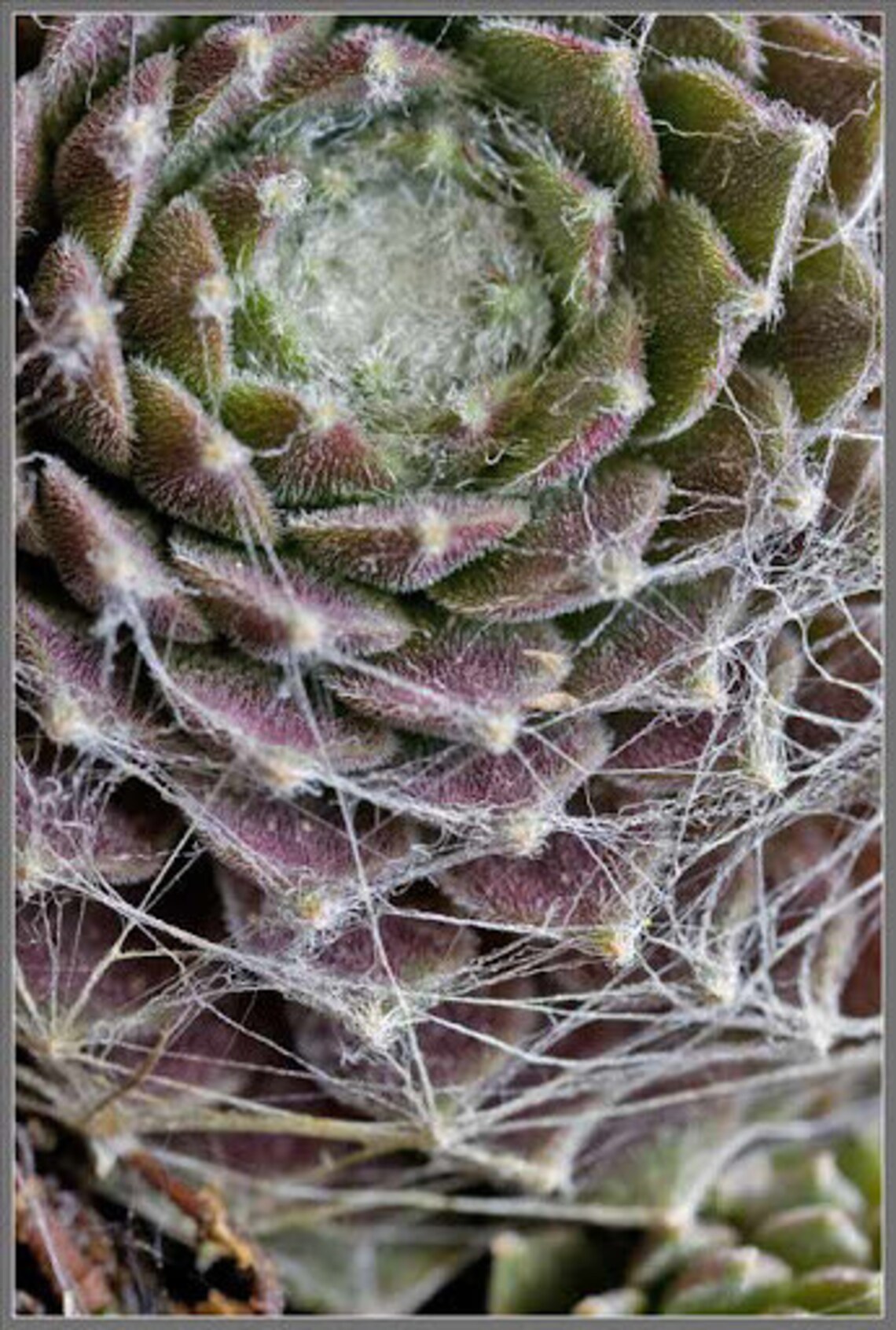 Sempervivum 'forest Frost' | Fuzzy Hens and Chicks Succulent - Etsy