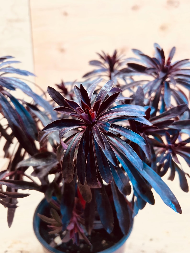Euphorbia 'miner's Merlot' | Deep Purple Red Spurge, Evergreen - Etsy