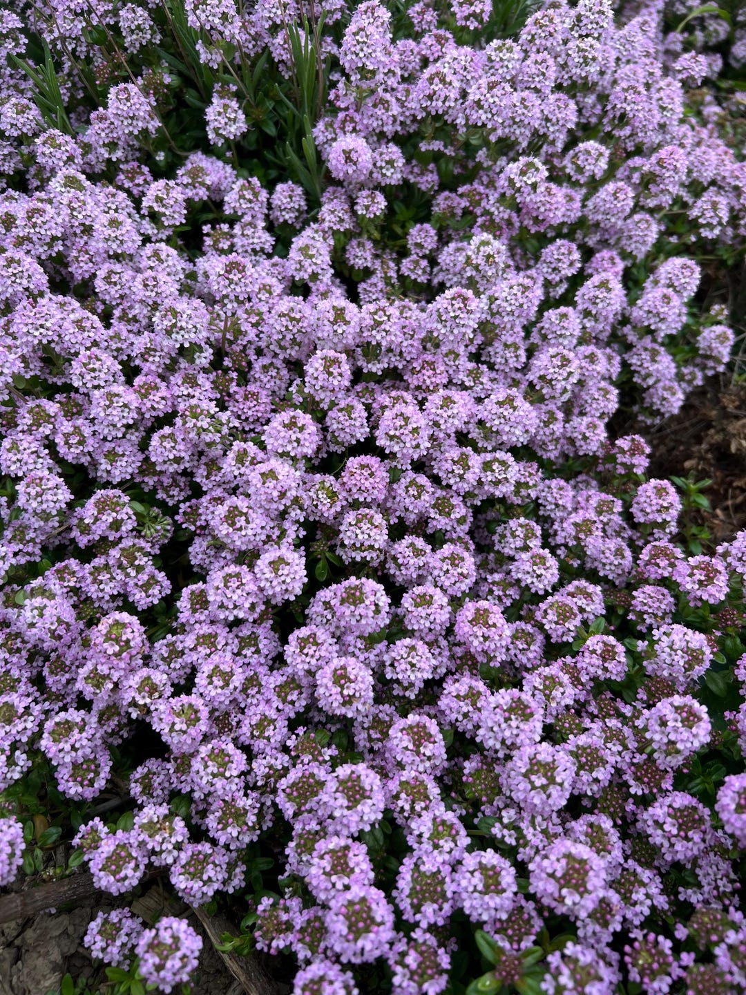 Thymus Serpyllum ‘pink Chintz’ | Fragrant Groundcover | Pink Creeping ...