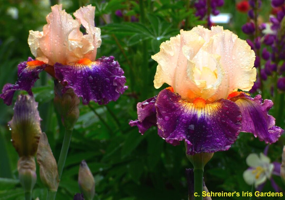 Iris 'malheur' | Creamy Peach and Violet Bearded Iris | Reblooming | 1 ...