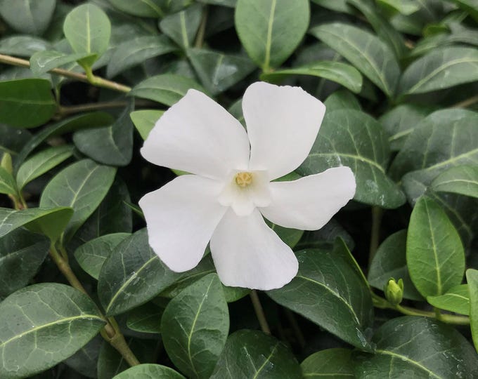 Vinca Minor ‘alba’ | White Periwinkle | White Flowering Evergreen ...