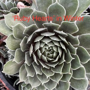 Sempervivum 'ruby Heart' | Blue and Red Hens and Chicks | Evergreen ...