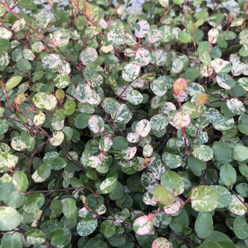 Muehlenbeckia Axillaris 'tricolor' | Multi-colored Wire Vine, Dense ...
