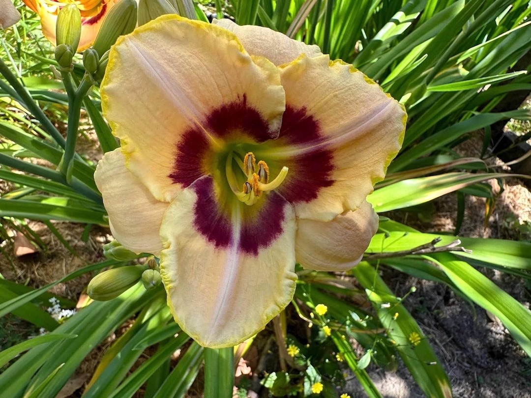 Hemerocallis 'custard Candy' | Creamy Yellow Daylily With Maroon Eye ...