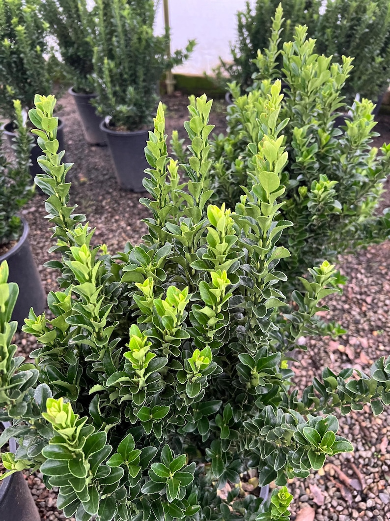 Euonymus Japonicus 'greenspire' | Columnar Japanese Spindle, Low ...