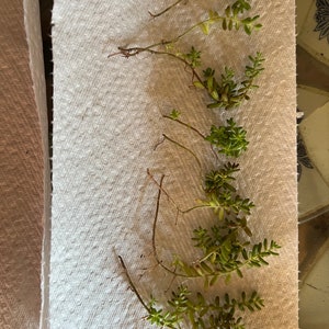 Sedum Divergens, Native Cascade Spreading Stonecrop, Old Man's Bones ...