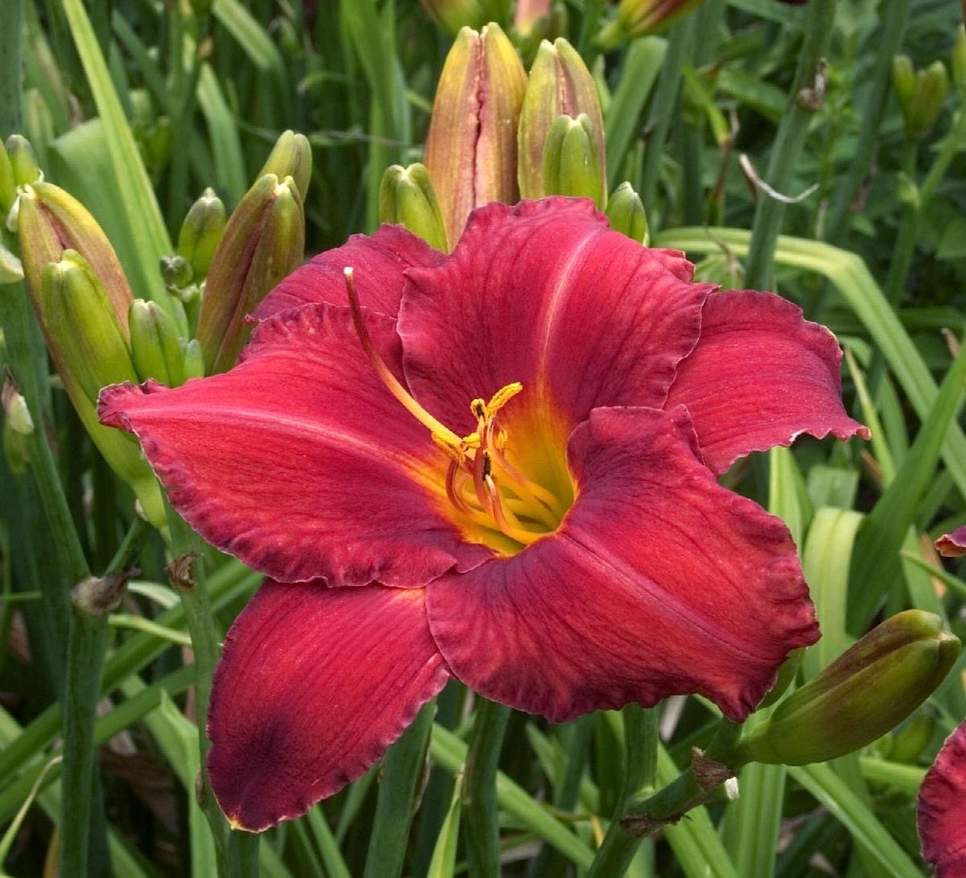 Hemerocallis 'ruby Stella' | Red Daylily | Summer Re-blooming Perennial ...