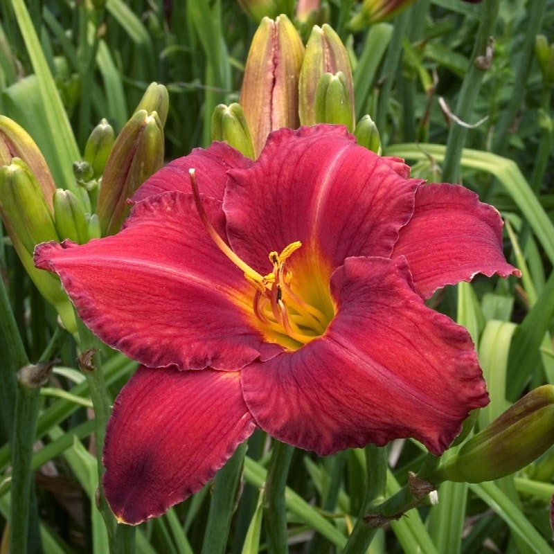 Dwarf Daylilies Plants - Etsy