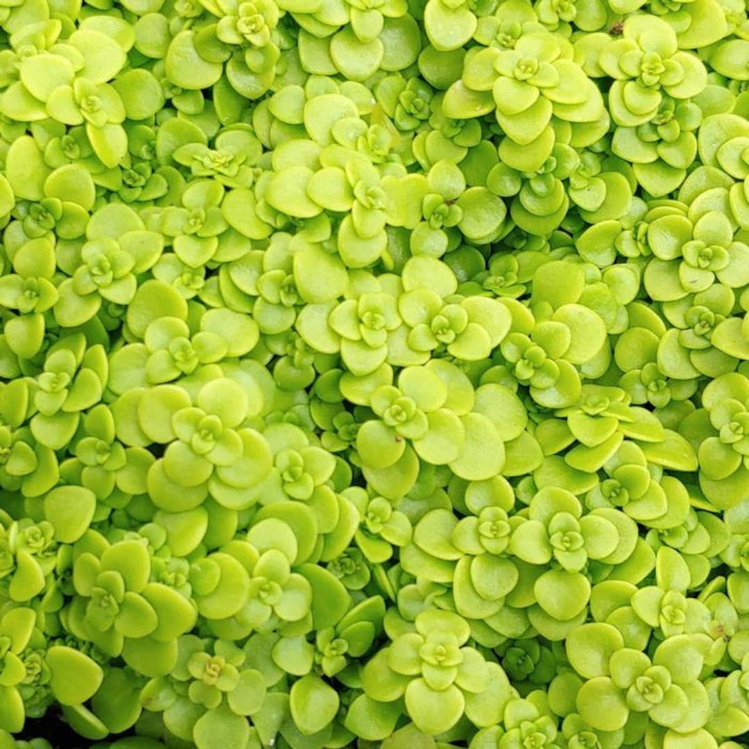 Sedum Ogon, Golden Stonecrop Succulent, Cold Hardy Evergreen Carpet ...