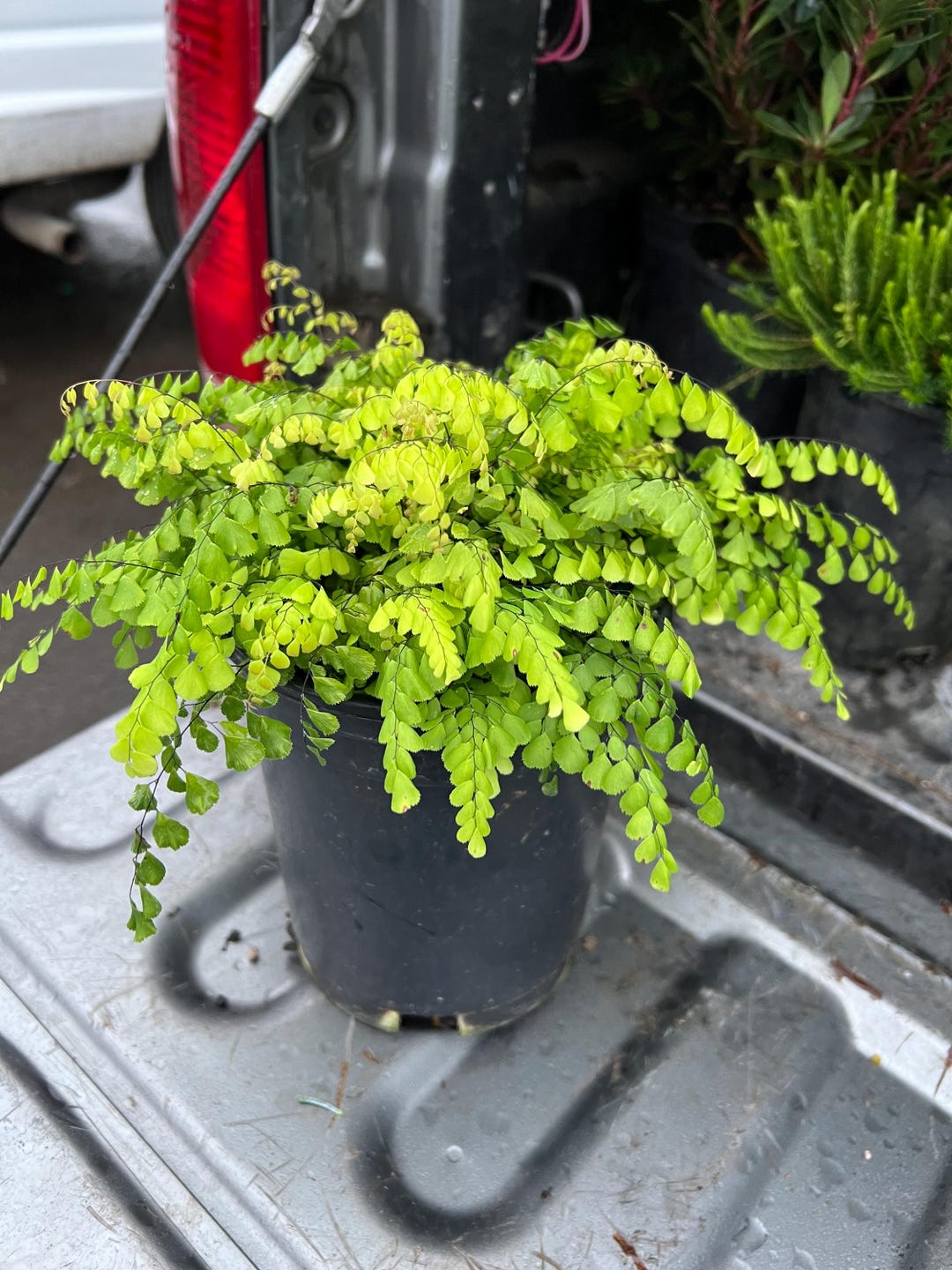 Adiantum Venustum | Himalayan Maidenhair Fern, Delicate Evergreen Fern ...
