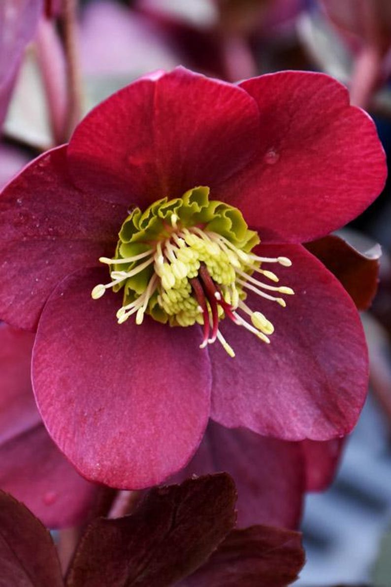 Lenten Rose Anna's Red, Deep Red Christmas Rose, Evergreen Perennial ...
