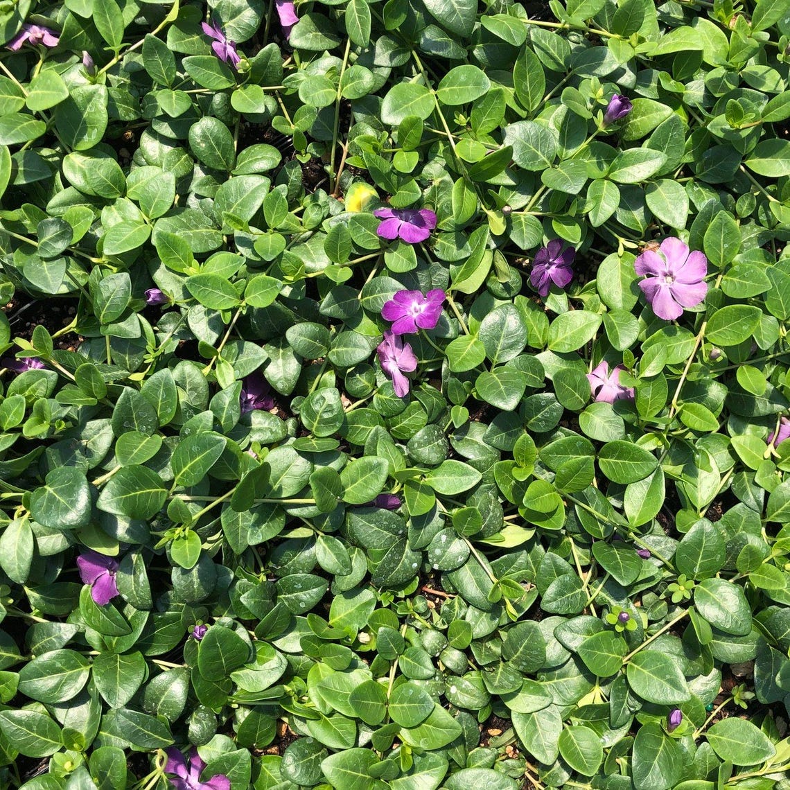 Vinca Minor 'merlot’ | Burgundy Periwinkle, Evergreen Groundcover - Etsy