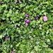 Vinca Minor 'merlot’ | Burgundy Periwinkle, Evergreen Groundcover - Etsy