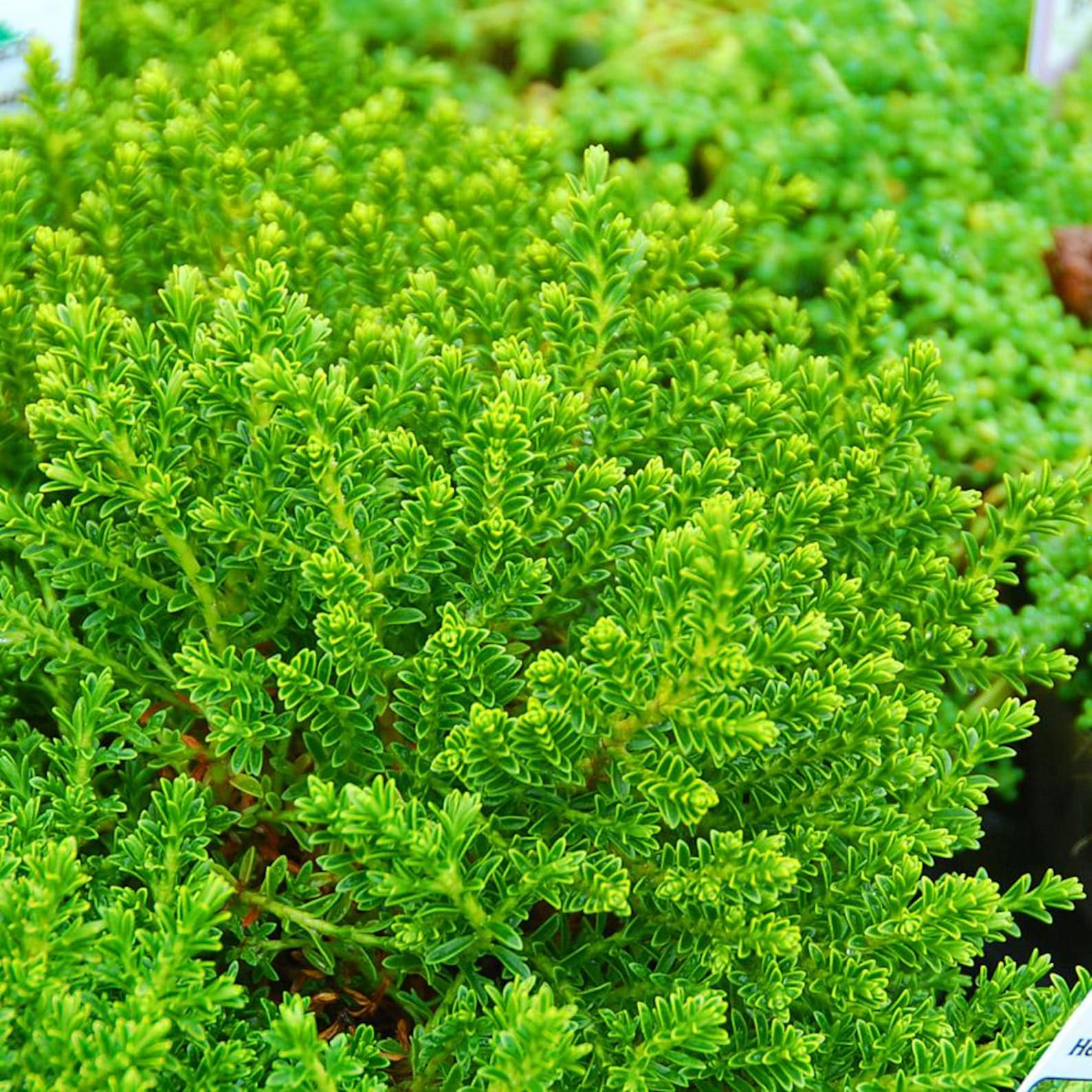 Hebe 'mckeanii' | Compact Flowering Evergreen Shrub - Multiple Size ...
