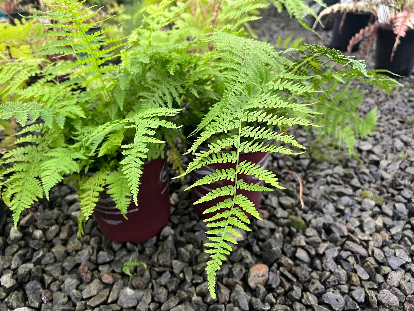 Athyrium Filix-femina Angustum 'lady-in-red' | Lady Fern, Deciduous - Etsy