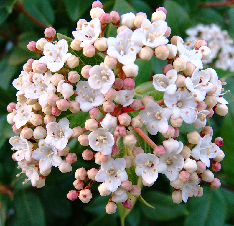 Viburnum Tinus 'spring Bouquet' | Evergreen Flowering Shrub - 1 Gallon ...
