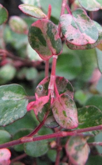 Muehlenbeckia Axillaris 'tricolor' | Multi-colored Wire Vine, Dense ...