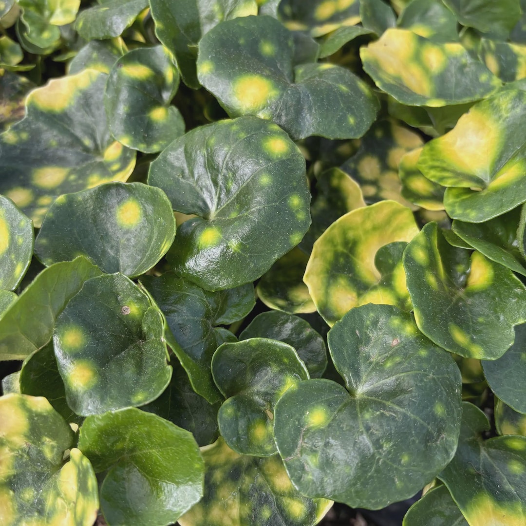 Farfugium Japonicum 'aureo-maculata' | Spotted Leopard Plant - Etsy