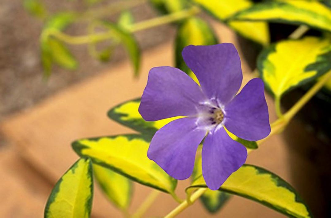 Vinca Minor 'illumination' | Variegated Periwinkle | Evergreen ...