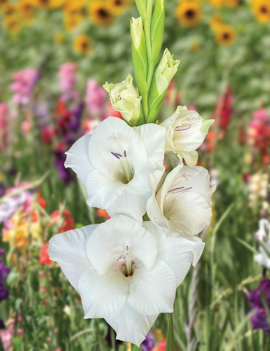 Gladiolus Glamini 'blondie' | White Compact Sword Lily - Spring Bulbs ...