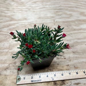 Delosperma Granita Raspberry | Ice Plant | Succulent Groundcover ...