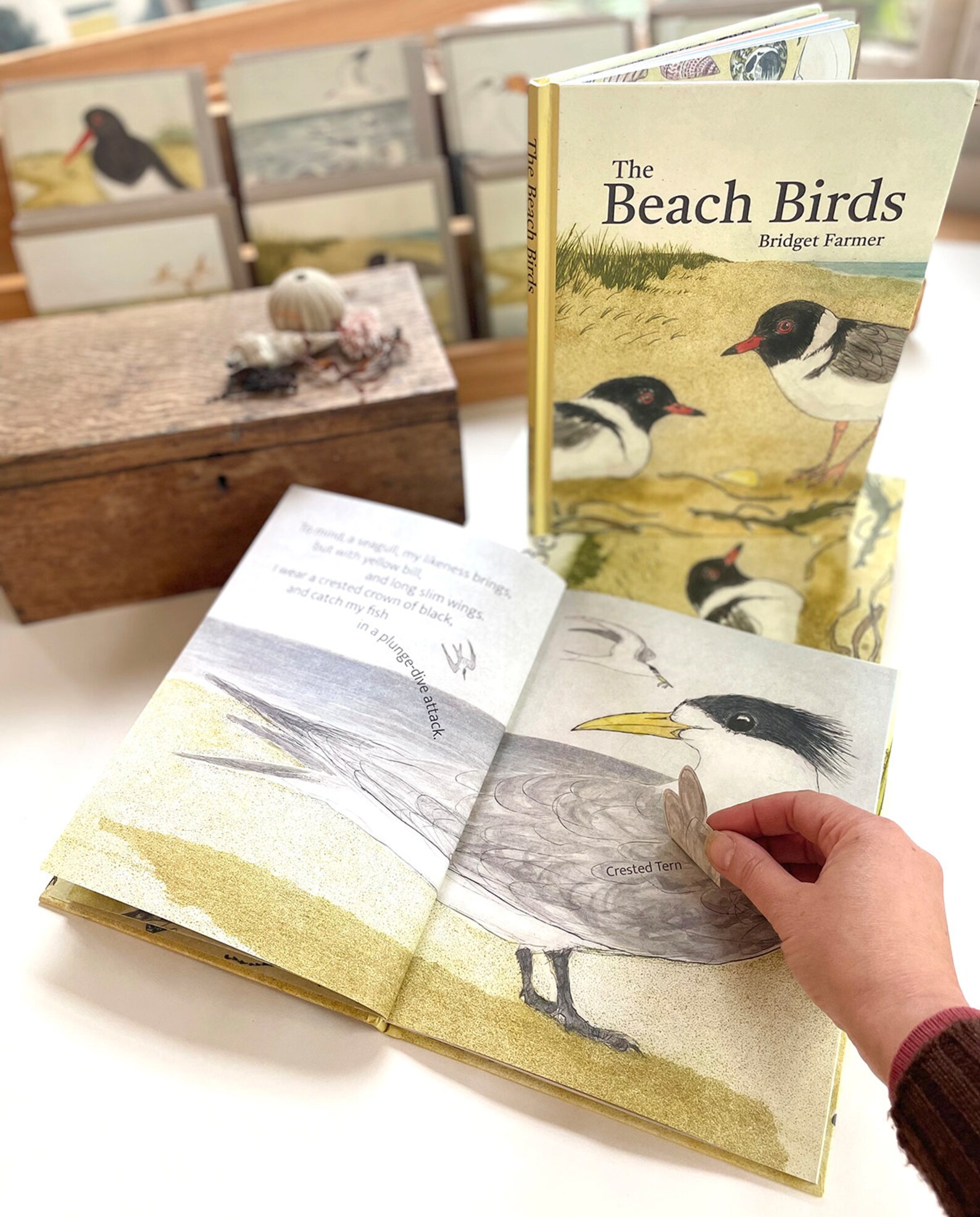 THE BEACH BIRDS - Lift the Flap Children's Bird Book by Bridget Farmer ...