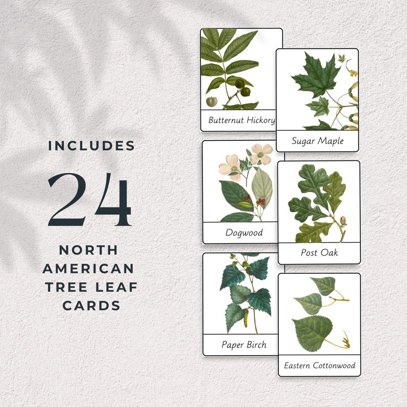 Tree Leaf Flashcards, Montessori Nomenclature Cards, Digital Printable ...