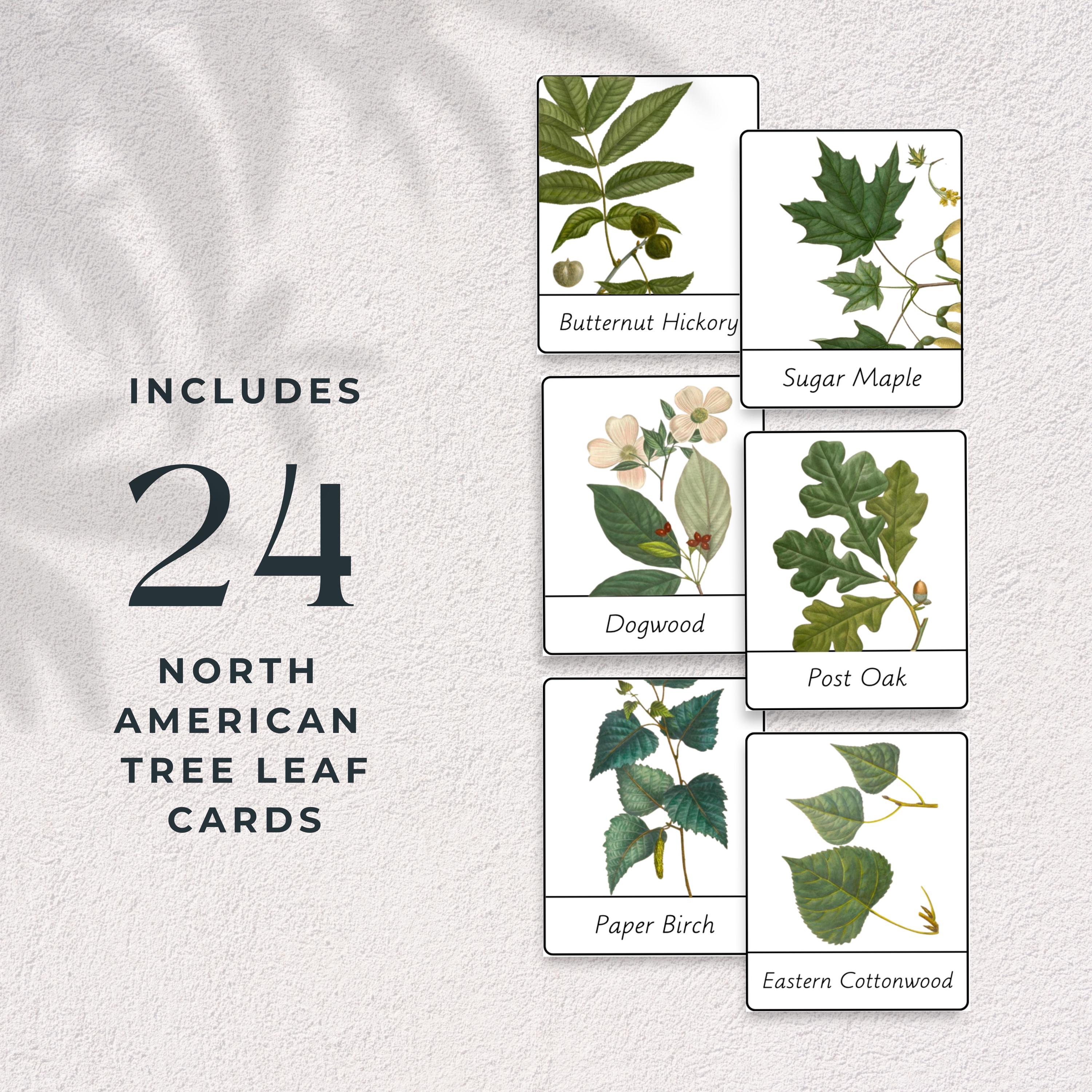 Tree Leaf Flashcards, Montessori Nomenclature Cards, Digital Printable ...