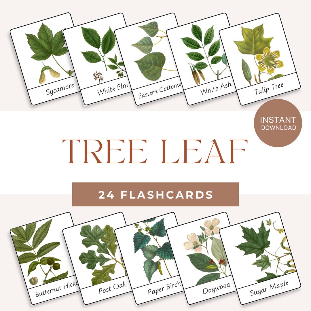 Tree Leaf Flashcards, Montessori Nomenclature Cards, Digital Printable ...
